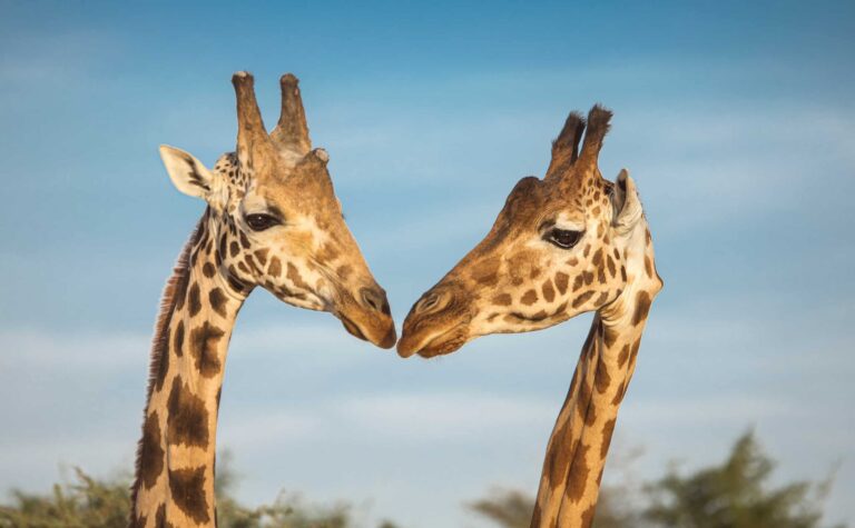 Mkomazi National Park - Makunga Tours